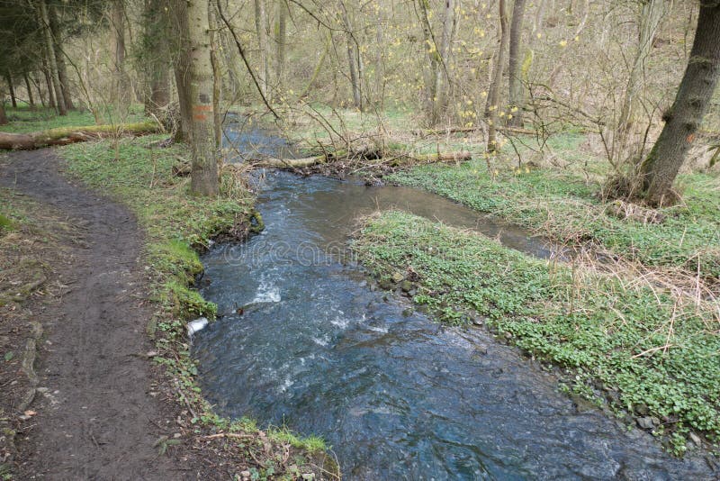Spring on a Creek in the Forest Stock Image - Image of calm, fresh ...