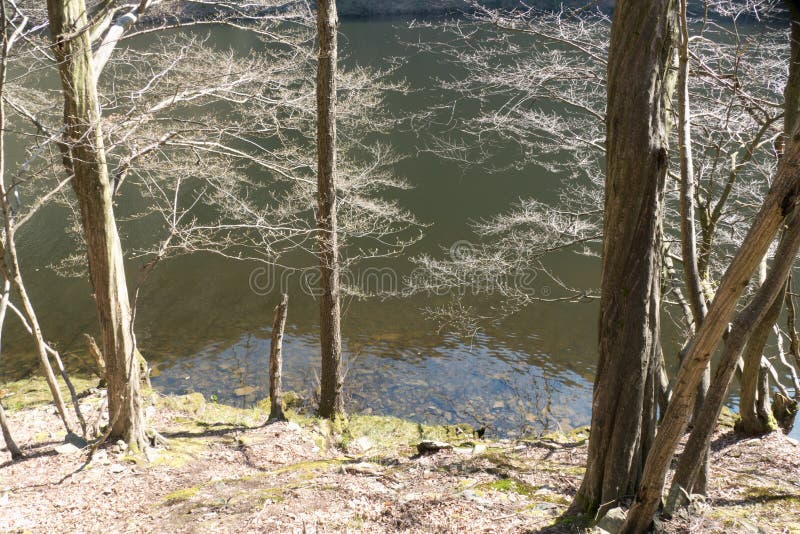 Spring on a Creek in the Forest Stock Image - Image of nature, natural ...