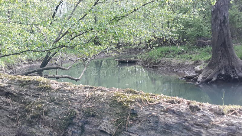 Spring Creek Water Beauty Nature Tennessee Stock Photo - Image of ...