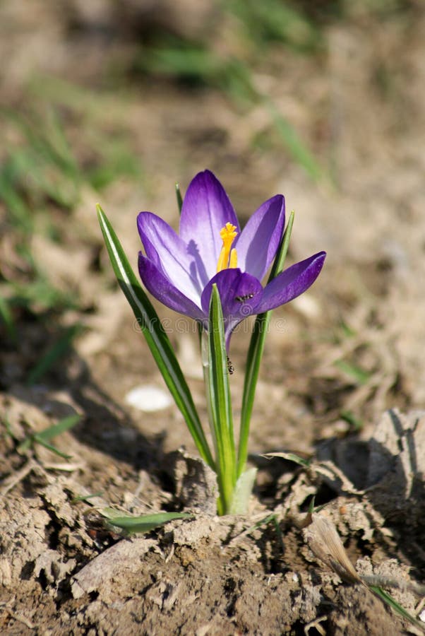 Spring crocus stock photo. Image of early, earth, spring - 13097948