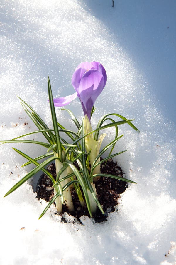 Spring Crocus stock image. Image of garden, color, shade - 13323039