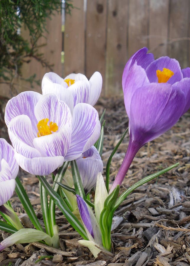Spring Crocus stock photo. Image of leaves, green, growth - 13512872