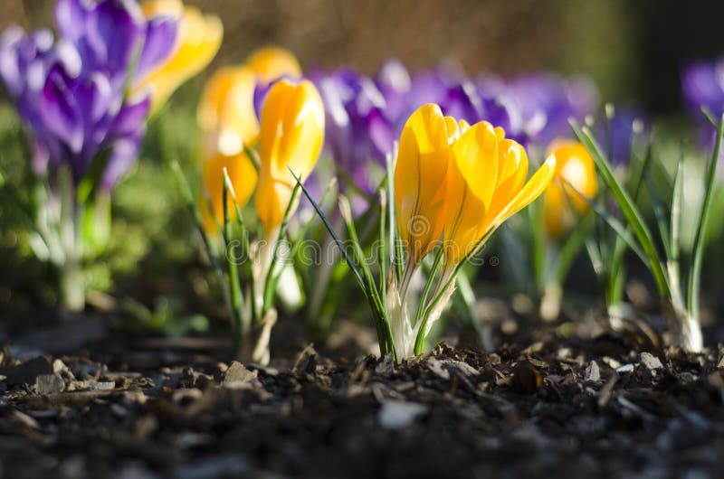 Spring crocus stock photo. Image of flora, flowers, grass - 18990350