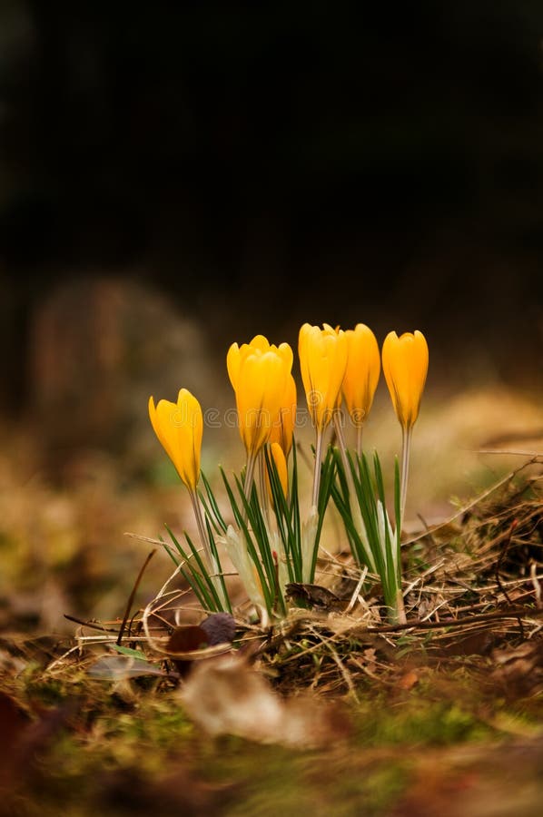 Spring crocus stock image. Image of plant, spring, pretty - 25123215