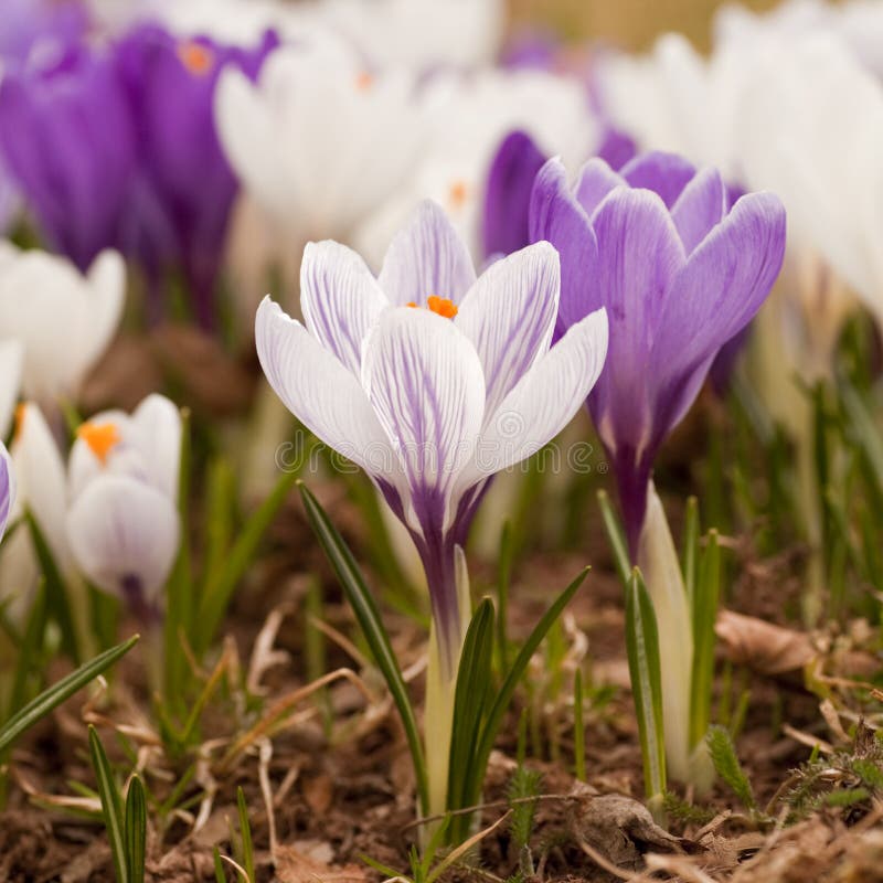 Spring crocus flowers stock photo. Image of delicate - 19032244