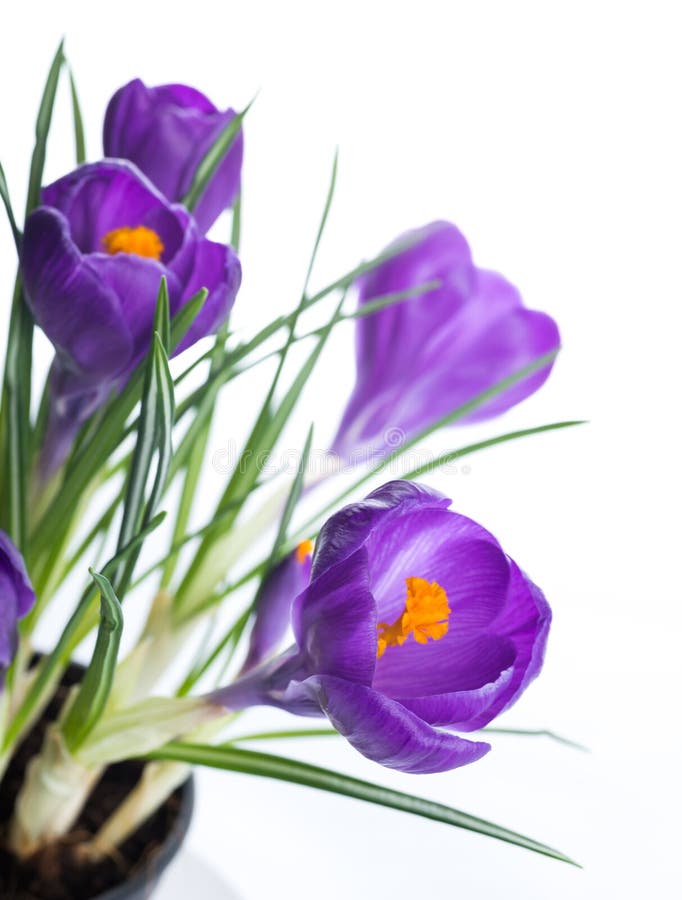 Crocus Spring Flowers stock image. Image of early, growth - 24125387