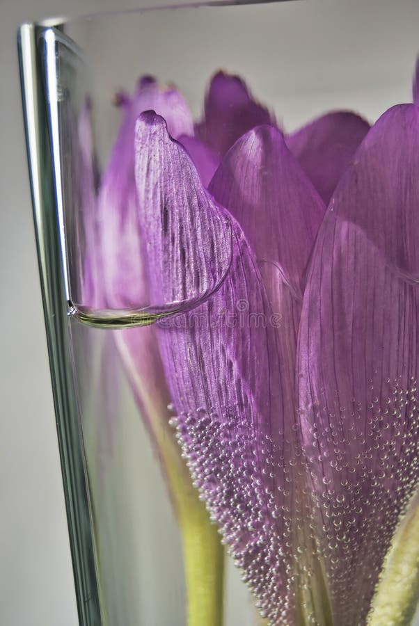 Spring Crocus Picture. Image: 4498309