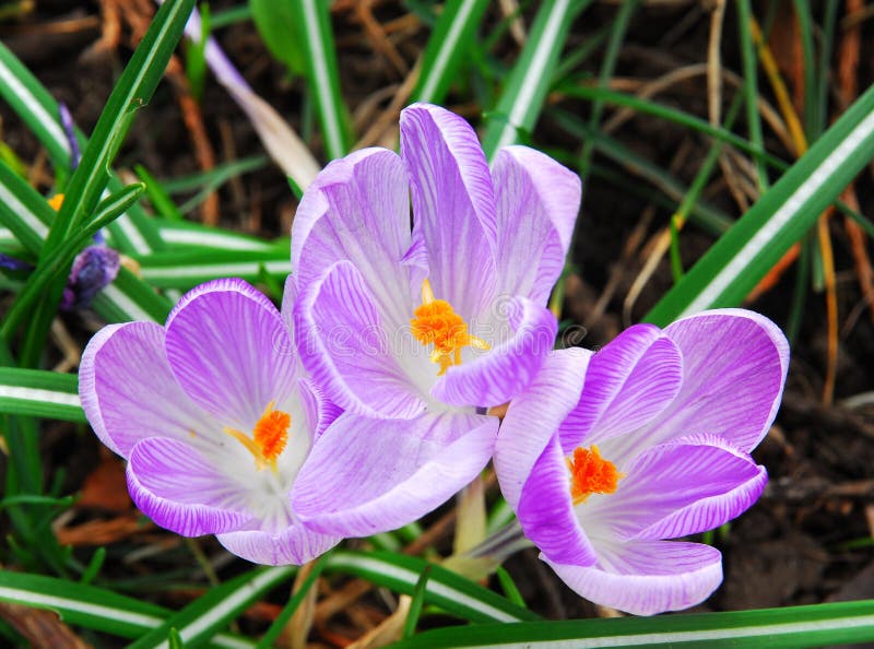 Crocus1 stock image. Image of brownlee, grasslands, native - 1074615