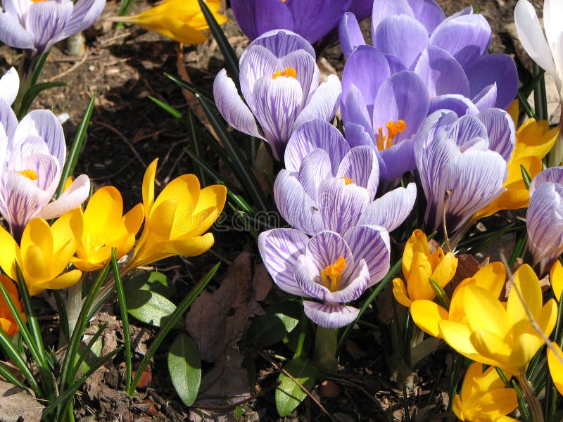 Spring Crocus Picture. Image: 4878162