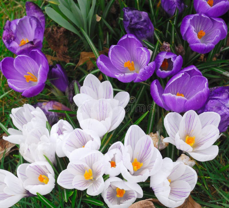 Purple and Yellow Spring Crocus Flowers Stock Photo - Image of blossoms ...