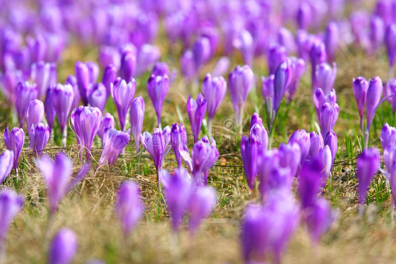 Spring Crocus stock image. Image of crocus, sunny, petal - 5073619