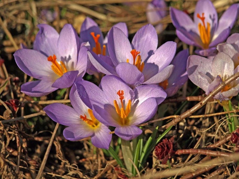 Spring crocus stock image. Image of crocus, blossom, flowers - 7919679
