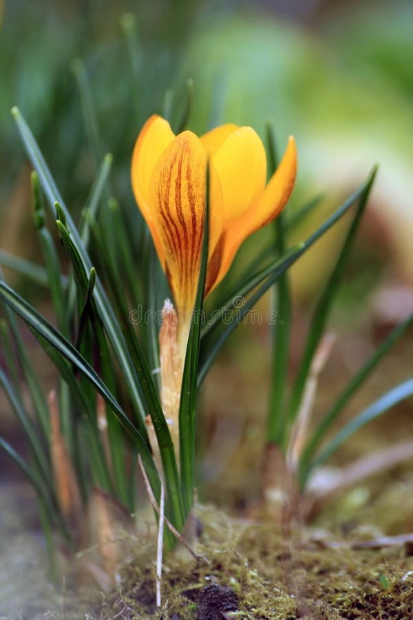 Spring crocus stock image. Image of bloom, garden, nature - 8262049