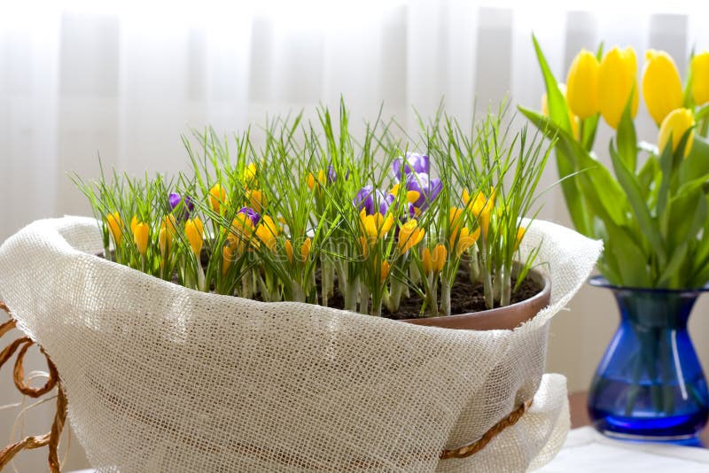 Spring Crocus stock image. Image of yellow, nature, peta - 8477935