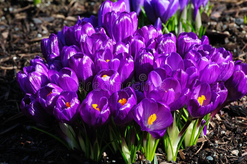 Purple Crocus Flowers stock photo. Image of gardening - 24374496