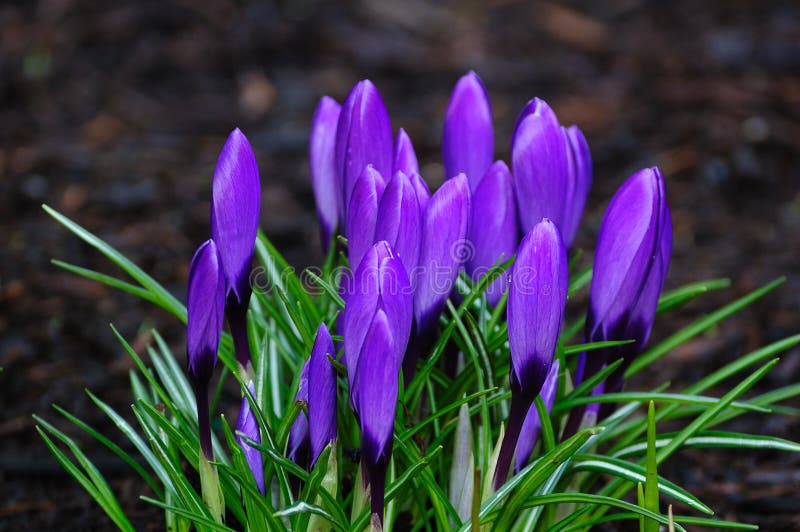 Spring crocus stock image. Image of bloom, british, flora - 8765725