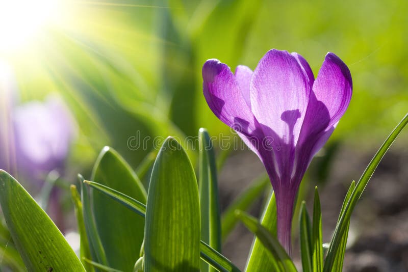 Spring crocus stock image. Image of leaves, season, magenta - 9854263