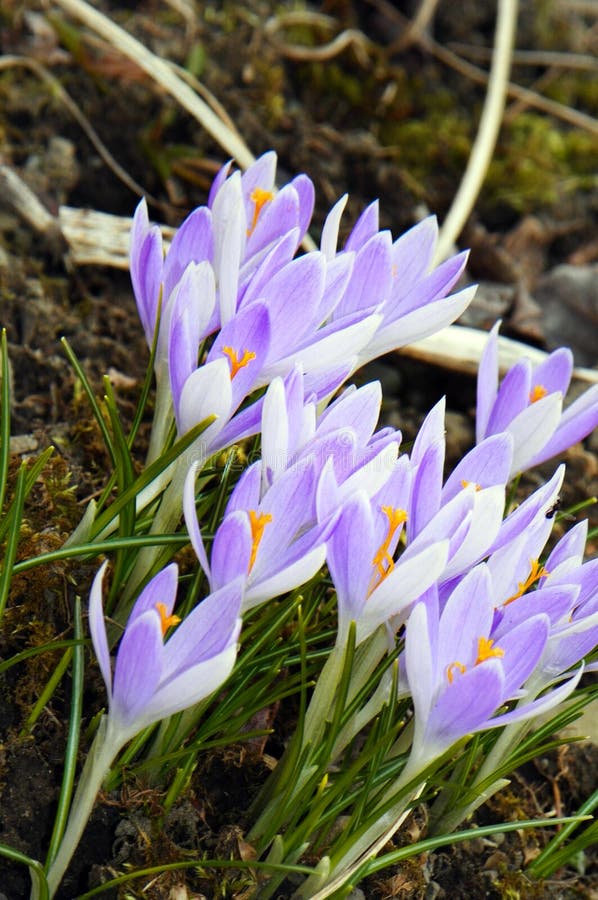 Spring Crocus in bloom stock photo. Image of stamen, woods - 80196926
