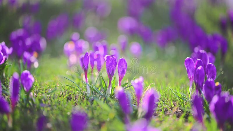 Spring Crocus Blossoms in Forest Clearing with Soft Light, Calming Slow ...