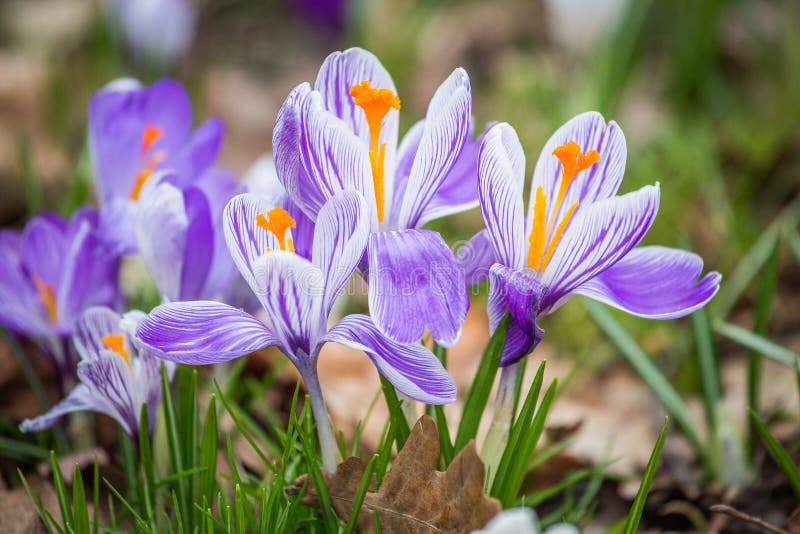 Spring crocus flowers stock image. Image of flowers - 111423101