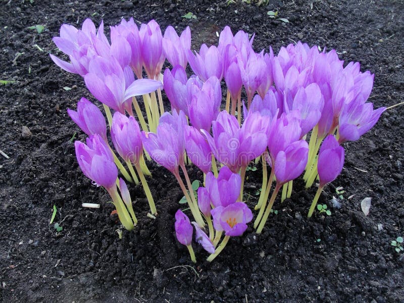 Spring Crocus Chrysanthus Violet Flowers. Crocus Flowers in the Spring ...