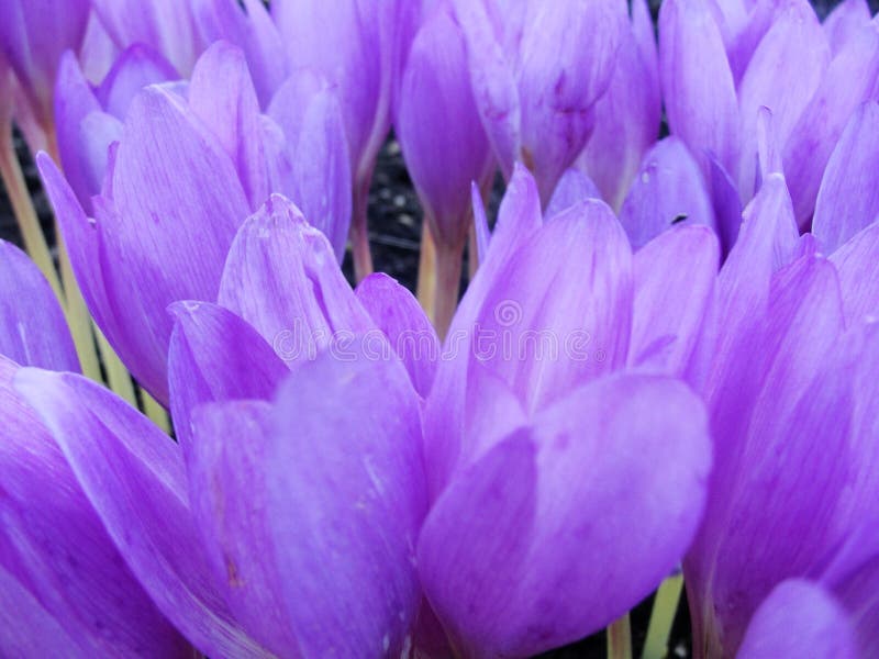 Spring Crocus Chrysanthus Violet Flowers. Crocus Flowers in the Spring ...