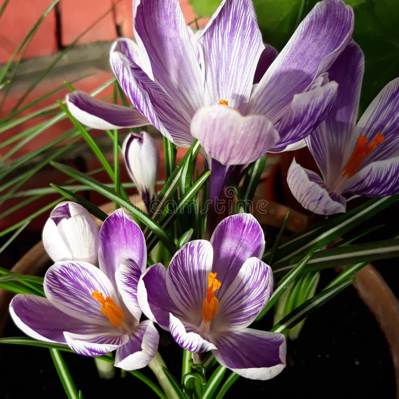 Springtime Crocus in the Flower Pot - Crocus Ligusticus Stock Photo ...