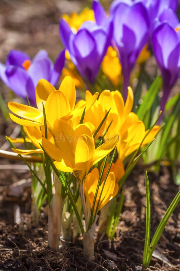 Spring Crocus stock image. Image of magenta, seasonal - 36790783