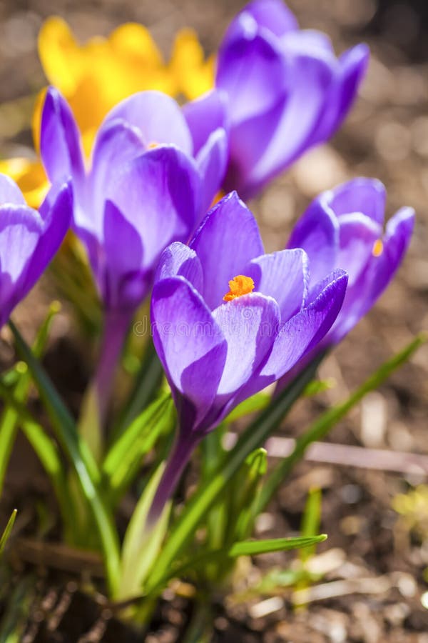 Spring crocus bouquet stock photo. Image of bloom, ground - 91554416