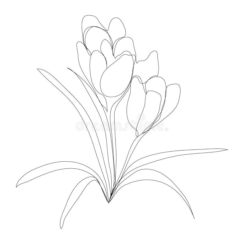 Spring Crocus Flower in Continuous Line Art Drawing Style. Minimalist ...
