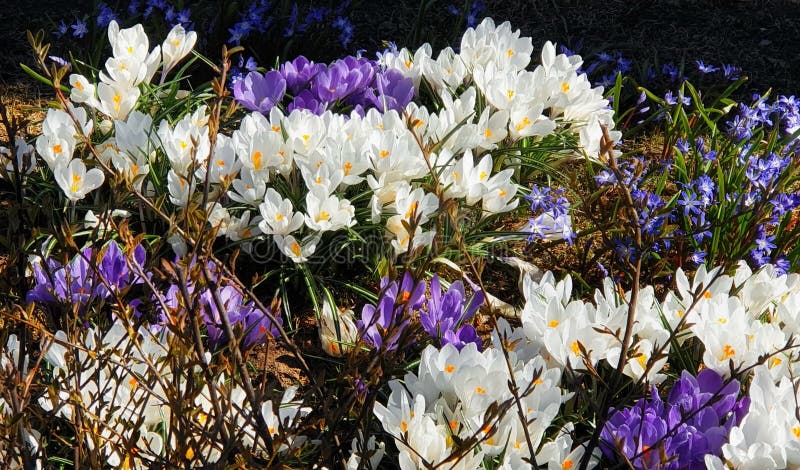 Spring Crocus Flower Field Under Sunlight Blue ,spring Floral Spring ...