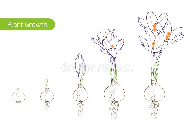 Crocus Flower Evolution Stages Bulb To Plant. Stock Vector ...
