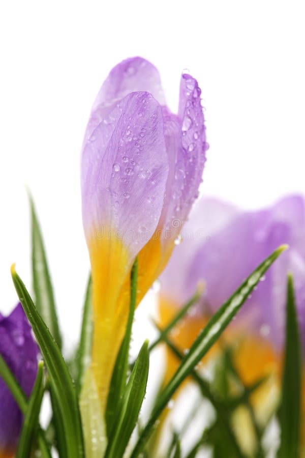 Red Crocus Flower stock image. Image of allergy, plant - 31577055