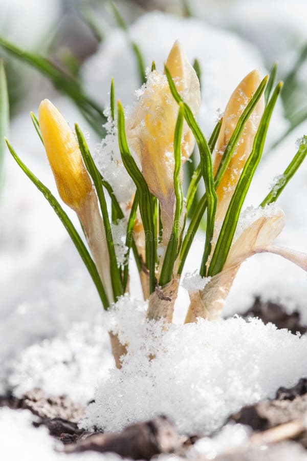 Spring Crocus Flowering from Snow Stock Photo - Image of life, early ...