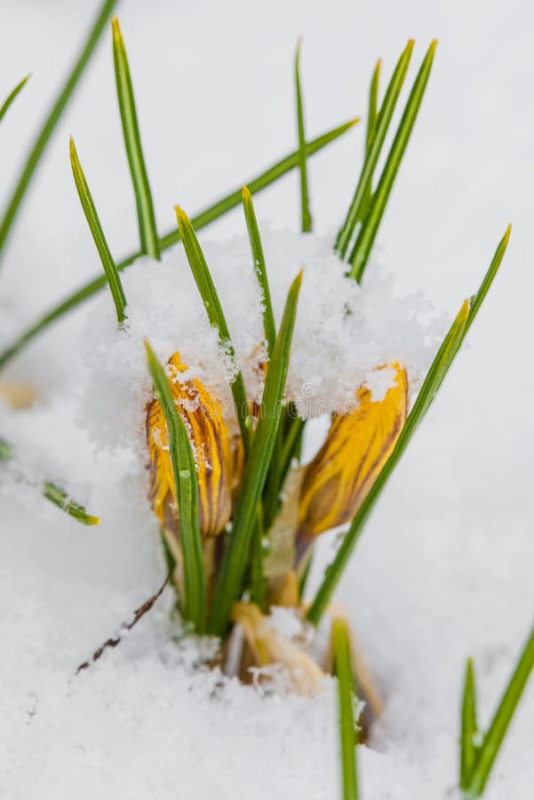 Spring Crocus Flowering from Snow Stock Image - Image of floral ...