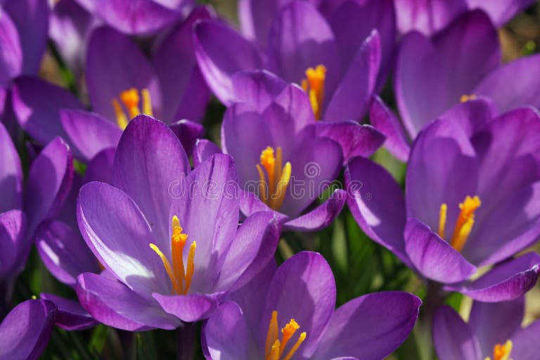 Spring Crocus Flowers stock photo. Image of spring, bloom - 13607966