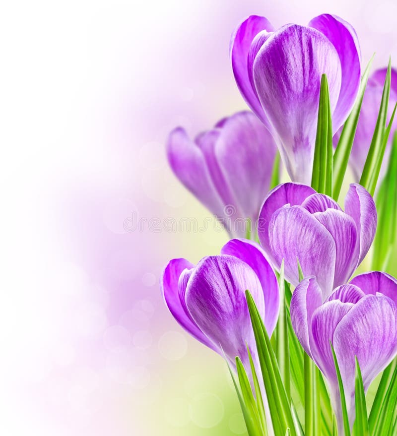 Spring crocus flowers stock image. Image of bloom, season - 28620085