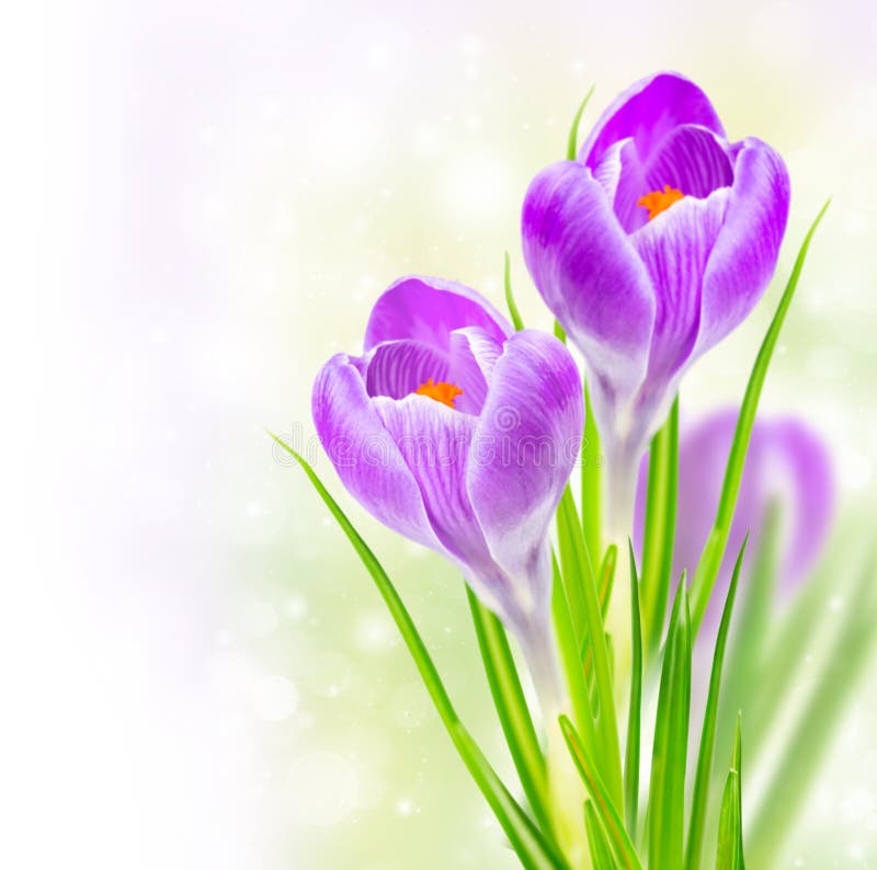 Crocus Spring Flowers stock photo. Image of elegant, design - 24125386