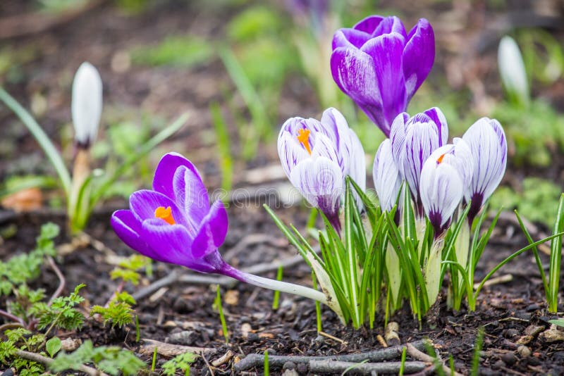 Spring crocus flowers stock photo. Image of wild, bouquet - 111422488