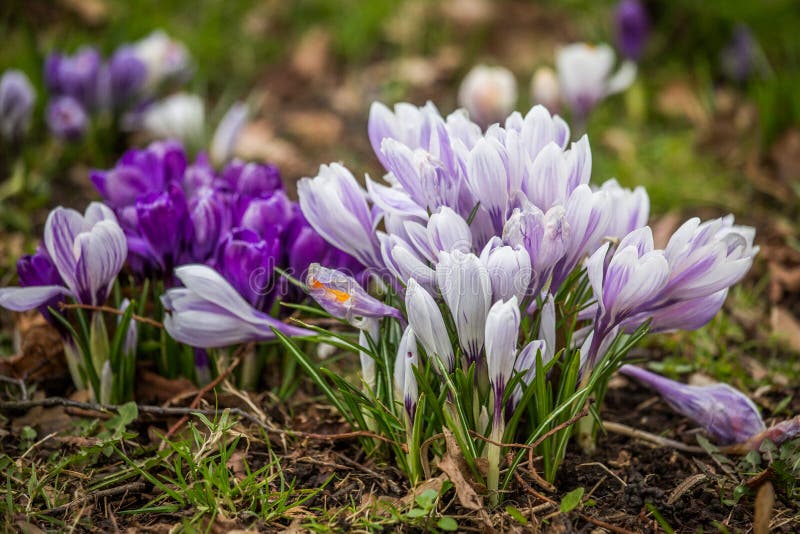 Spring crocus flowers stock image. Image of flowers - 111422767