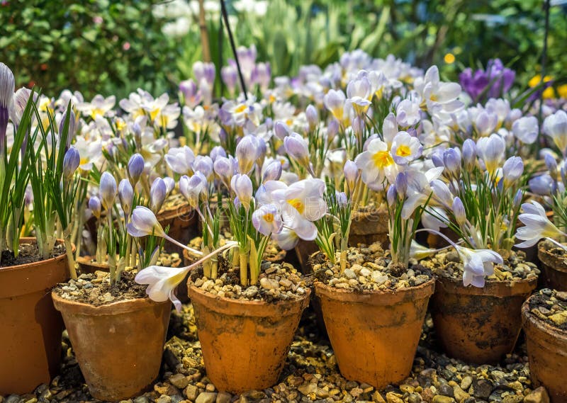 Spring Crocus Flowers in a Clay Pot Stock Image - Image of grass, green ...