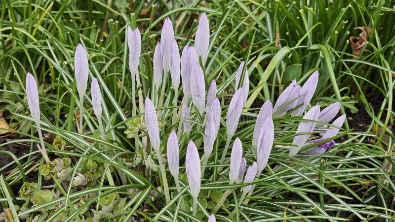 Spring Crocus Flowers in the Forest. Early Spring Stock Photo - Image ...