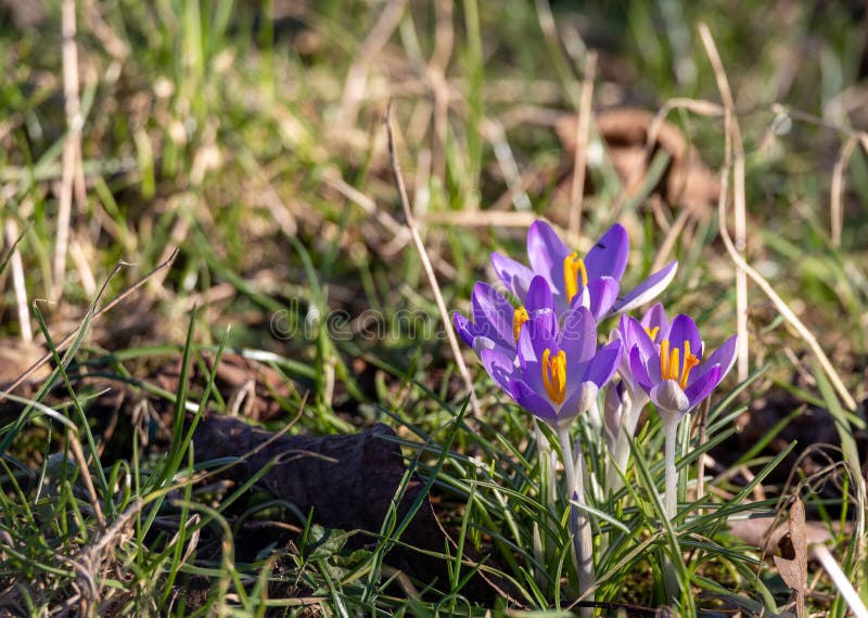 Spring Crocus Flowers in the Forest. Early Spring Stock Image - Image ...