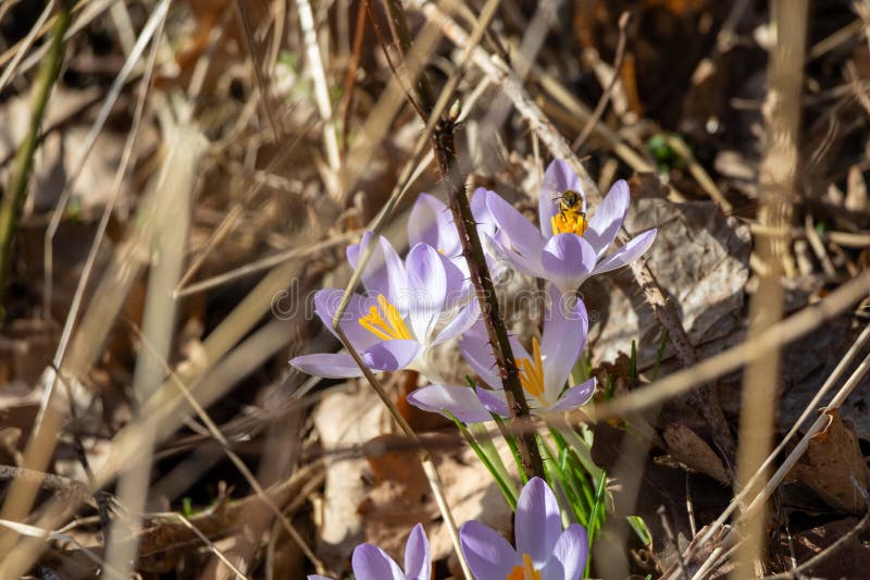 Spring Crocus Flowers in the Forest. Early Spring Stock Photo - Image ...