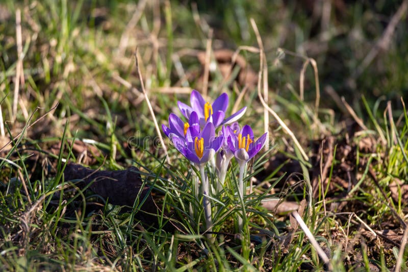 Spring Crocus Flowers in the Forest. Early Spring Stock Image - Image ...