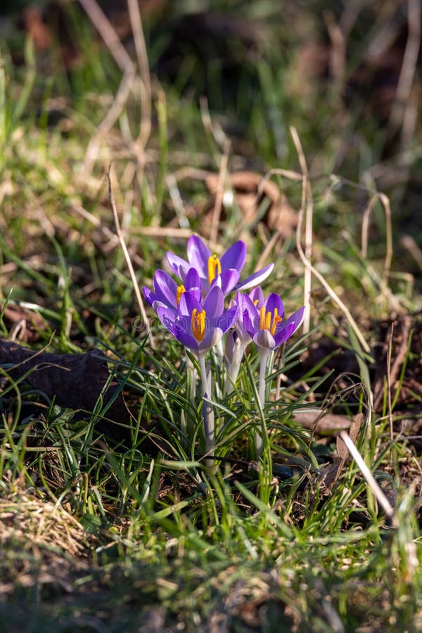 Spring Crocus Flowers in the Forest. Early Spring Stock Image - Image ...