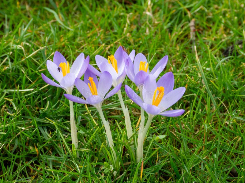 Spring Crocus Flowers in the Grass Stock Image - Image of season ...