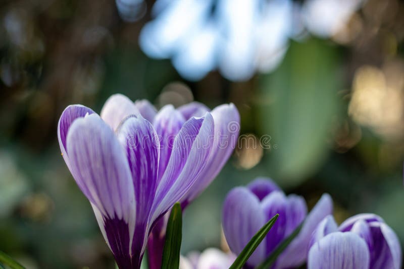 Spring Crocus Flowers on the Ground Stock Photo - Image of floral ...