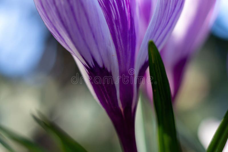 Spring Crocus Flowers on the Ground Stock Photo - Image of blue ...