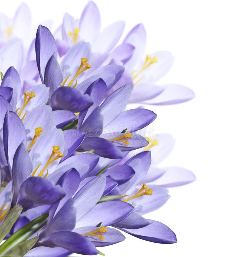 Spring Crocus Flowers stock image. Image of white, floral - 39792719